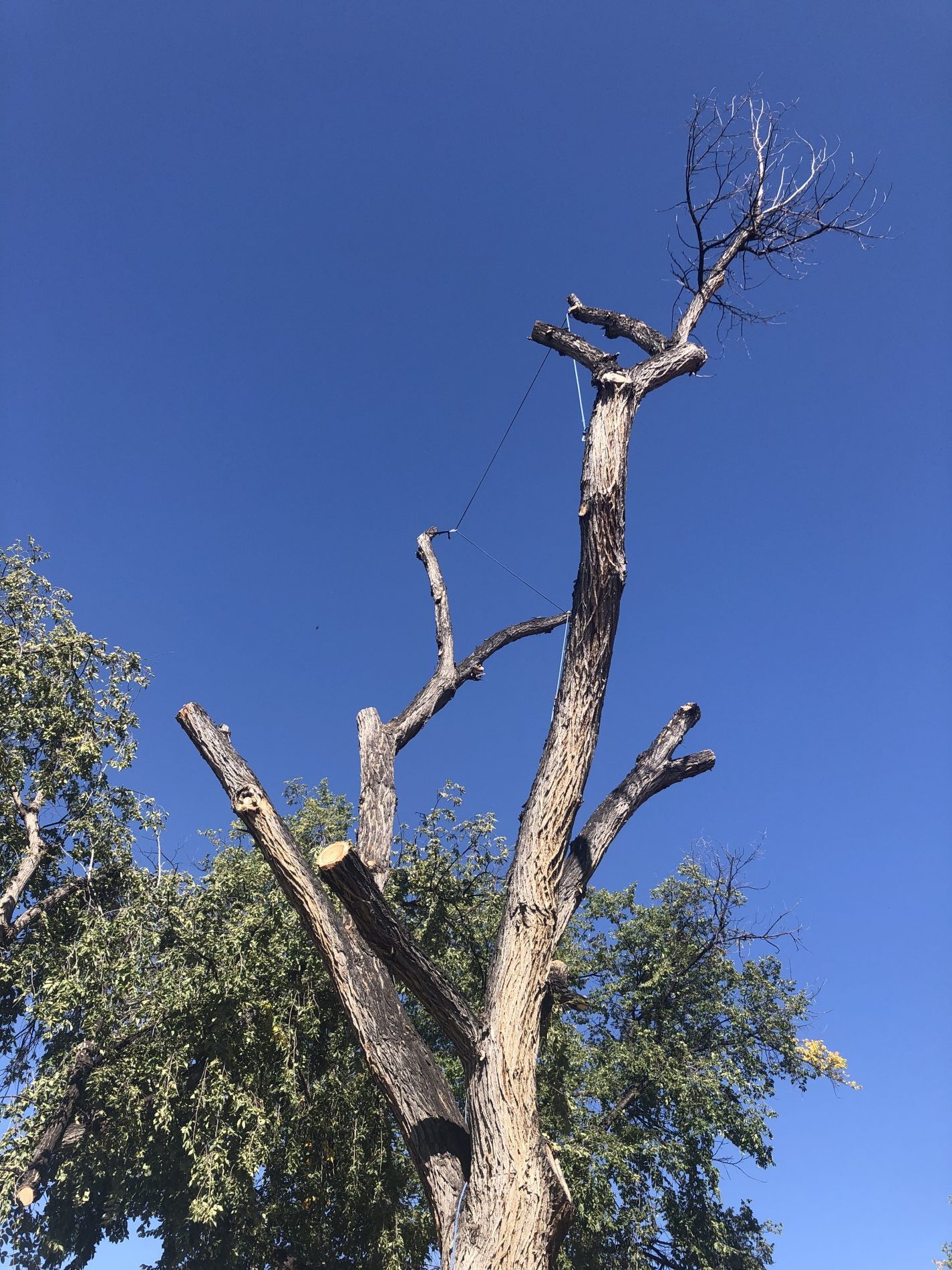 Gallery Portfolio | Bristlecone Tree Care